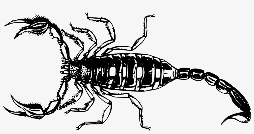Medium Image - Scorpion Transparent PNG Image | Transparent PNG Free ...