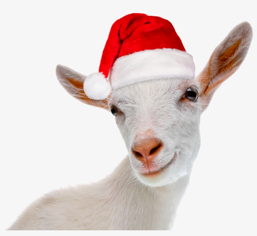 Merry Christmas - Christmas Goat Png PNG Image | Transparent PNG Free ...