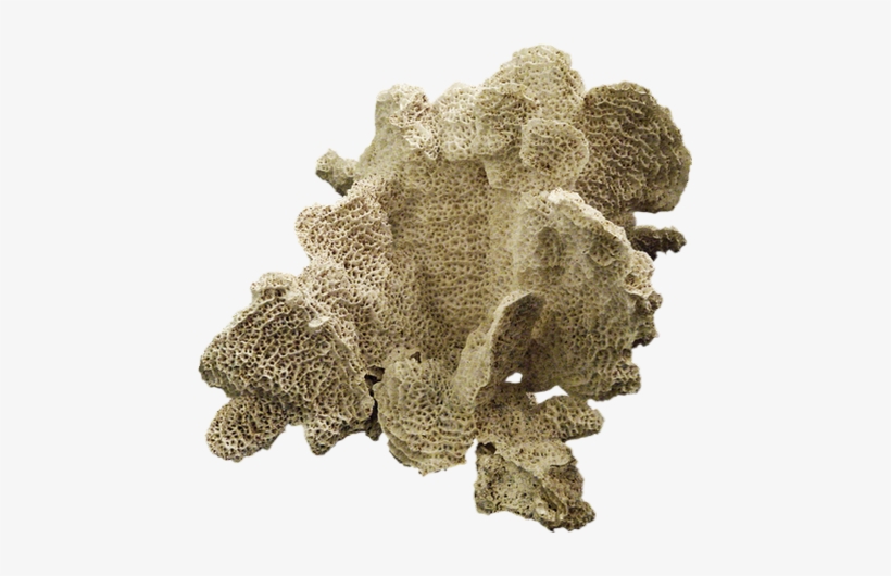 Stony Coral PNG Image | Transparent PNG Free Download on SeekPNG