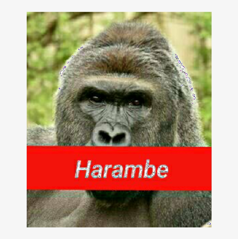 Model Image Graphic Image - Harambe Face PNG Image | Transparent PNG ...