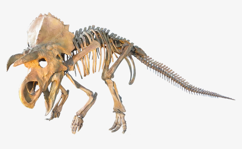 Download Fossil Clipart Dinosaur Skeleton - Dinosaur Bones Png ...
