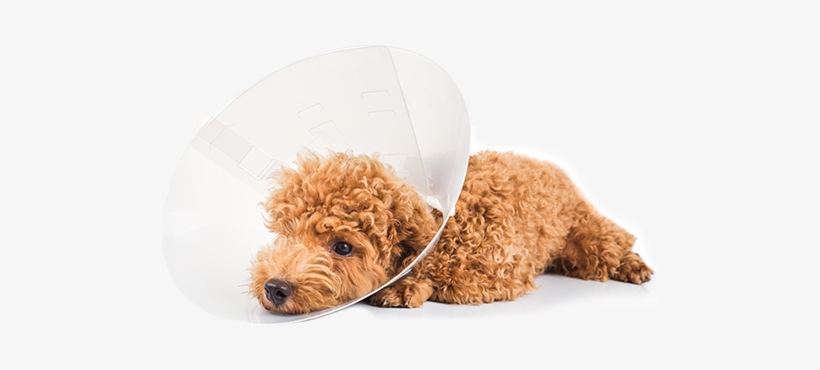 Dog With Cone On Its Head - Dog PNG Image | Transparent PNG Free ...