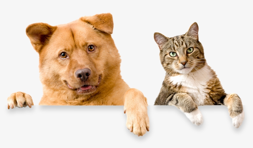 Sponsor Cat And Dog PNG Image | Transparent PNG Free Download on SeekPNG