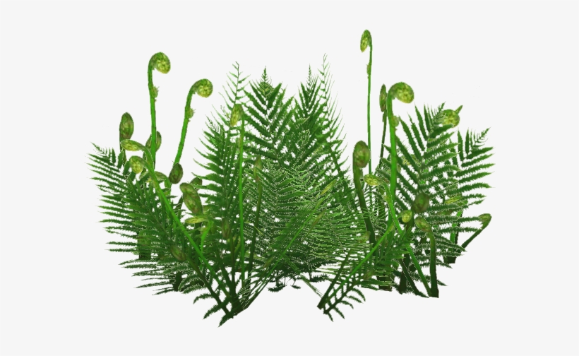 Ground Ferns 4 - Branch PNG Image | Transparent PNG Free Download on ...