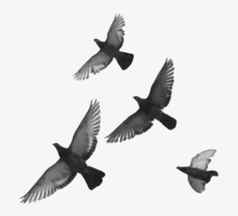 Blackandwhite Overlays Birds Fly - Transparent Bird PNG Image ...