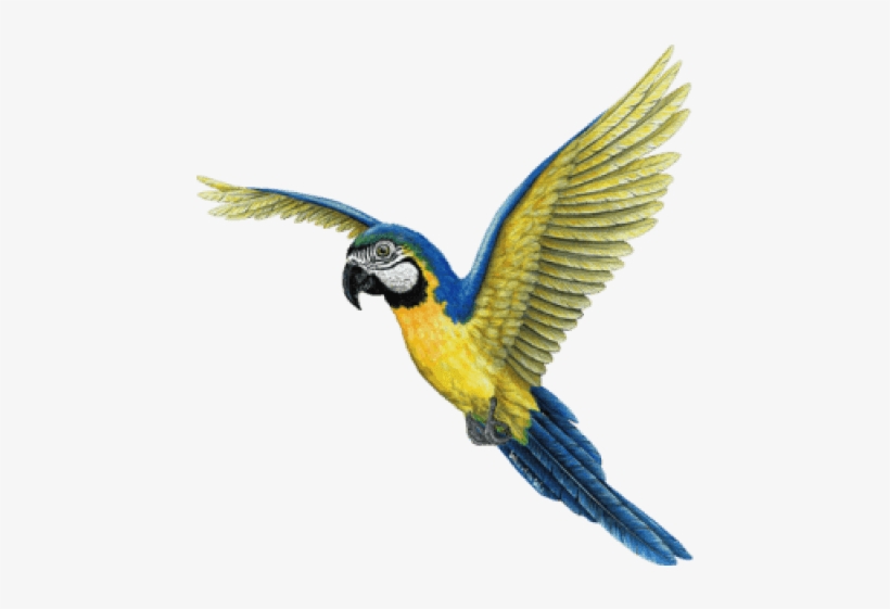 Download Free Png Birds Png Images Transparent - Editing Creative ...