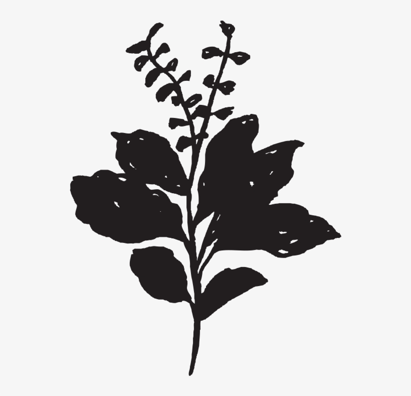 Holy Basil PNG Image | Transparent PNG Free Download on SeekPNG