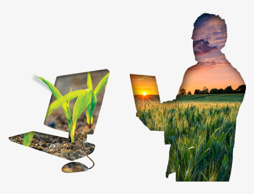 Gke Large Crops - Grass PNG Image | Transparent PNG Free Download on ...