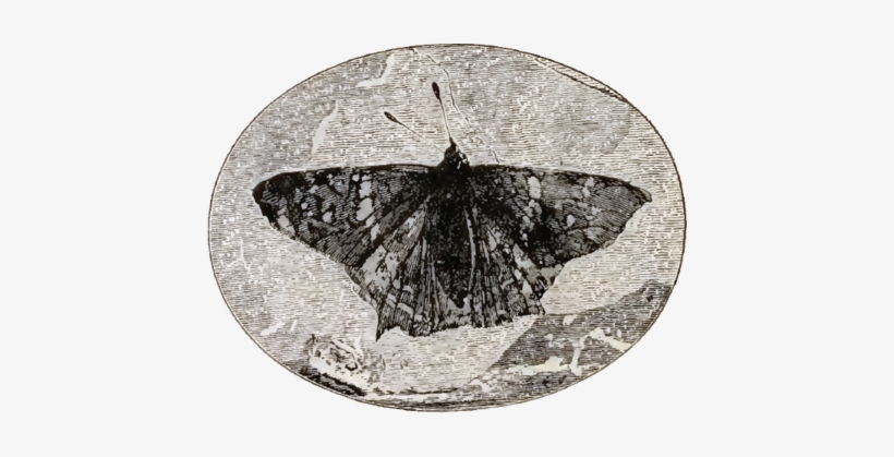 Prodryas Persephone, A Late Eocene Butterfly From The - Butterfly ...