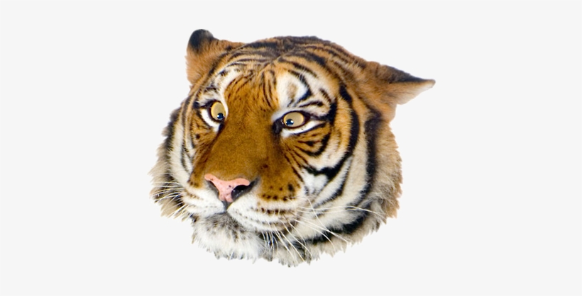Giant Realistic Flying Tiger