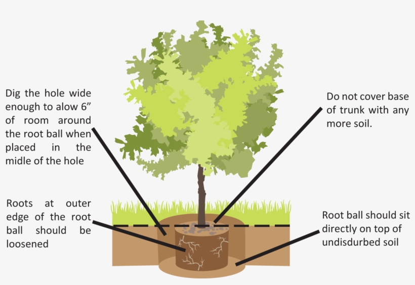 Planting - Beech PNG Image | Transparent PNG Free Download on SeekPNG