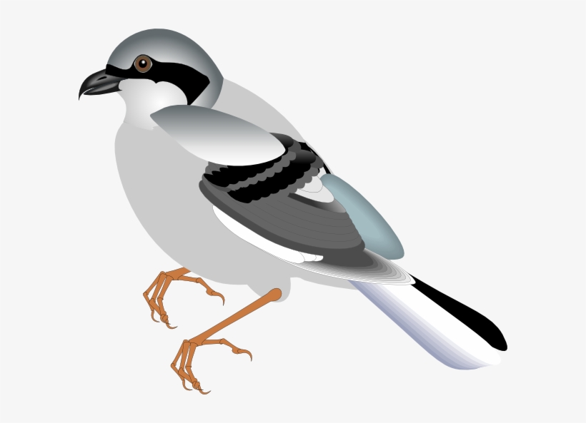 Download Standing Bird Png Clip Art | Transparent PNG Download | SeekPNG