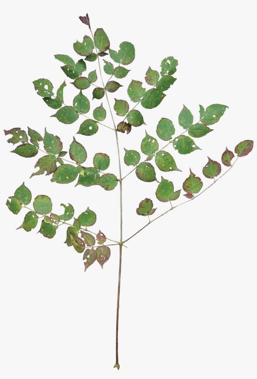 Stick Tree - Devils Walking Stick Leaf PNG Image | Transparent PNG Free ...