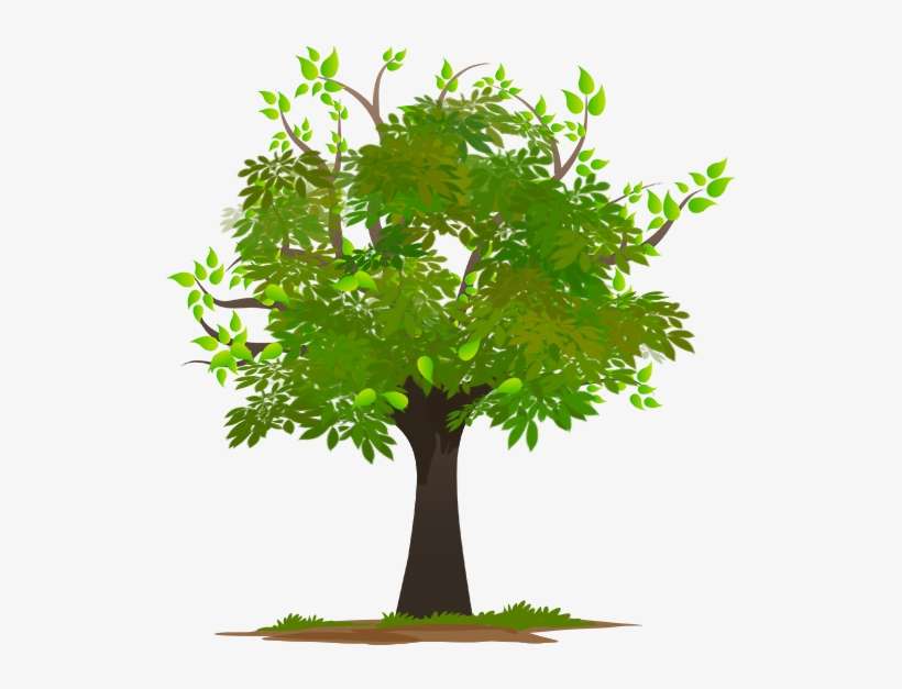 Sal - Tree PNG Image | Transparent PNG Free Download on SeekPNG