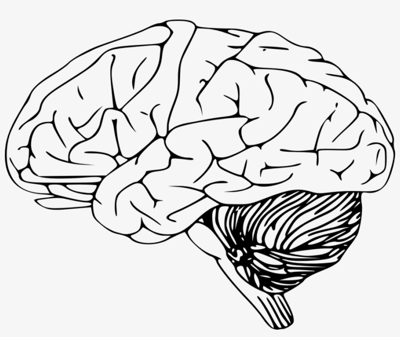 Brain Human Anatomy - Brain Clip Art PNG Image | Transparent PNG Free ...