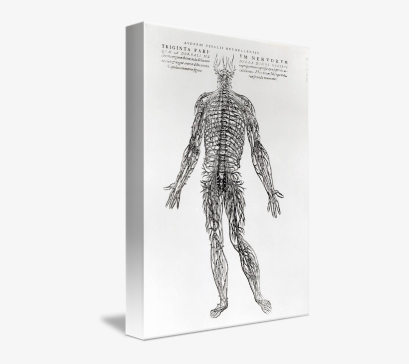 Image Library Stock Of The Human Brain - Andreas Vesalius PNG Image ...