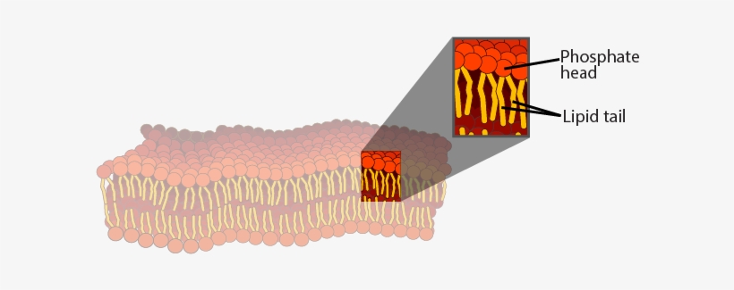 Download Illustration Of A Cell Membrane - Cell Membrane | Transparent ...