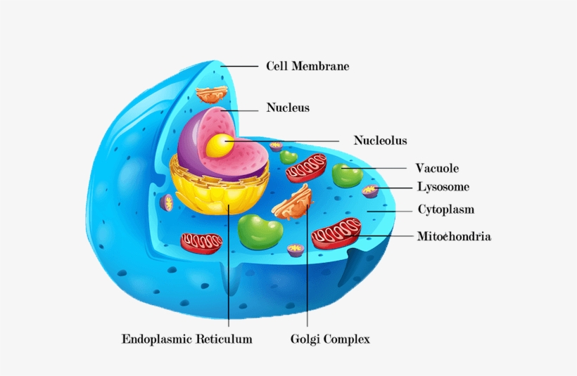 What Is A Vacuole In A Animal Cell What Is A Vacuole In A Animal Cell