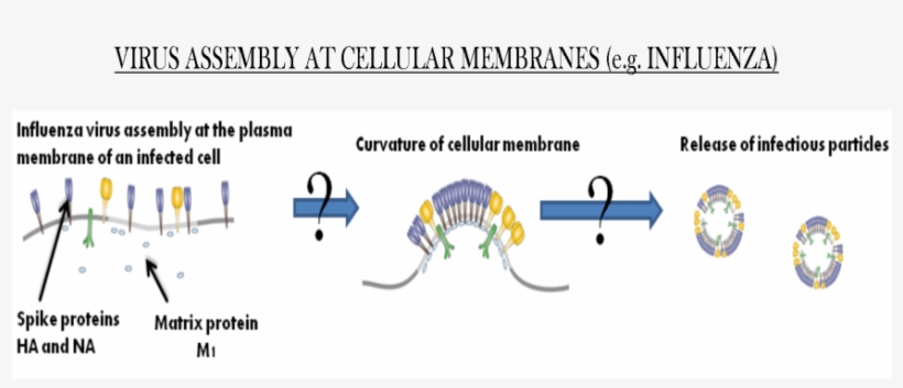 Steps In Influenza Virus Assembly - Virus PNG Image | Transparent PNG ...