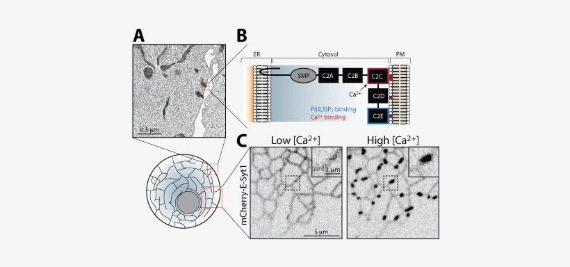 Electron Micrograph Of A Fibroblast Where The Er Is - Diagram PNG Image ...