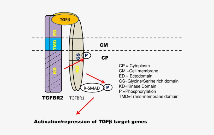Figure From Tgfbr2 - Tgfbr2 Gene PNG Image | Transparent PNG Free ...