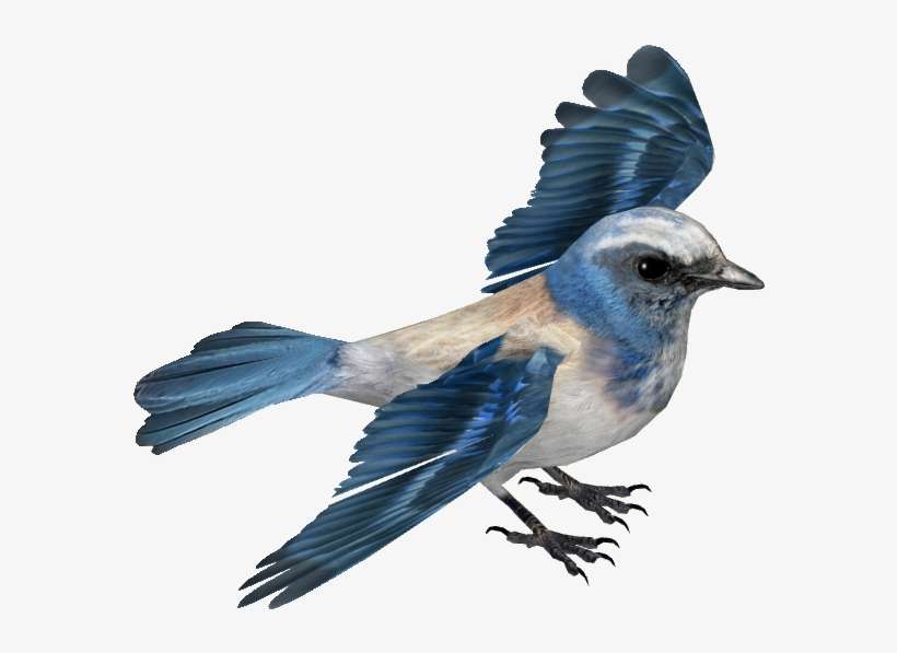 Florida Scrub Jay Adult4 - Scrub Jay Transparent PNG Image ...