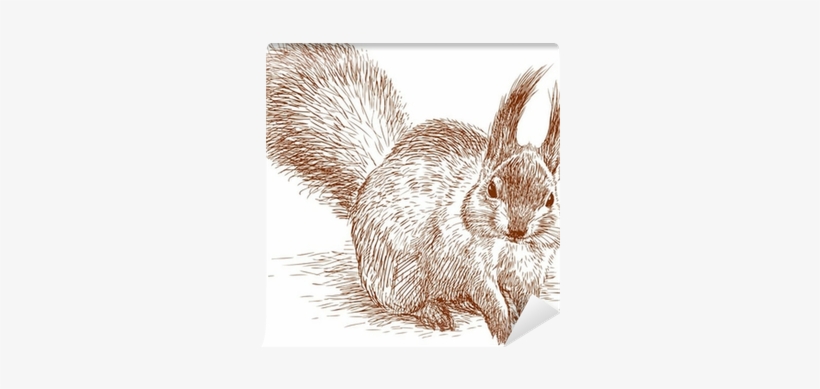 Red Squirrel PNG Image | Transparent PNG Free Download on SeekPNG