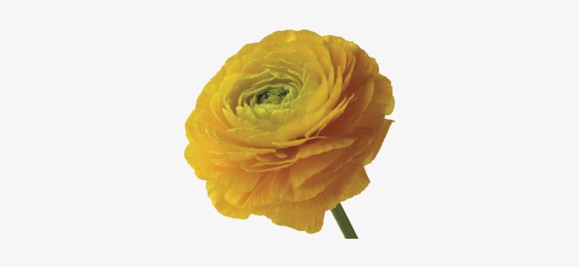 Download Ranunculus - Yellow Ranunculus Png | Transparent PNG Download ...