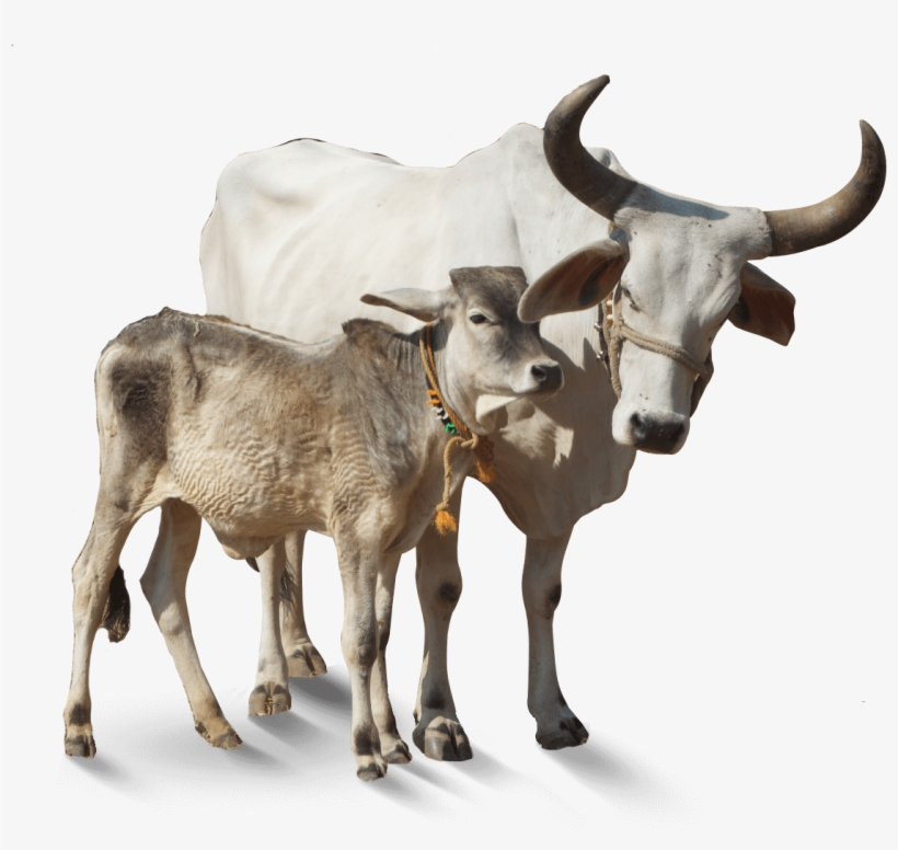 Cow-breeds - Indian Cow Hd Png PNG Image | Transparent PNG Free ...