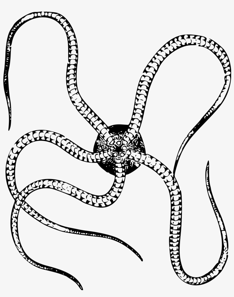 Big Image - Brittle Star Clip Art PNG Image | Transparent PNG Free ...