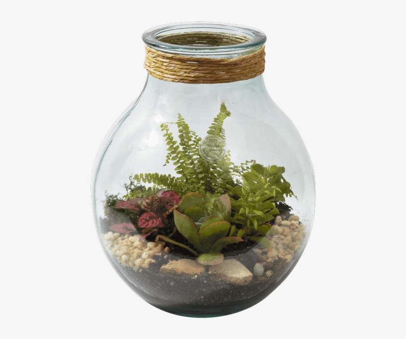 Succulent Terrarium Large • - Aquarium PNG Image | Transparent PNG Free ...
