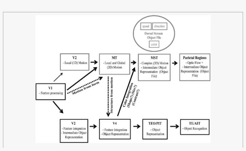 Visual Processing Along The Ventral Stream Is Depicted - Representation ...
