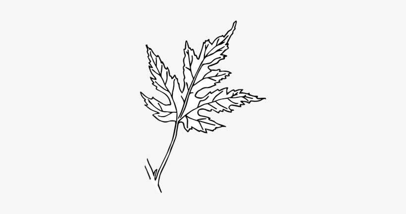 Lobed - Canadian Silver Maple Leaf PNG Image | Transparent PNG Free ...