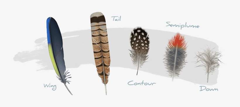 Birds Feathers With Name PNG Image | Transparent PNG Free Download on ...