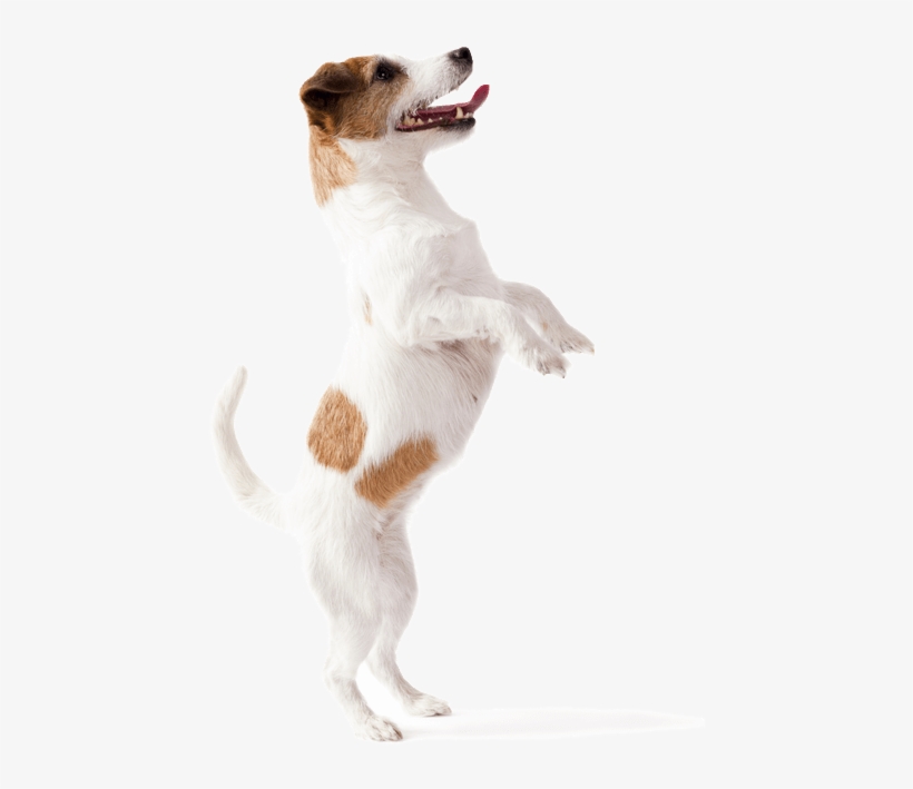 Download Dog Jumping Up - Dog Catches Something | Transparent PNG ...
