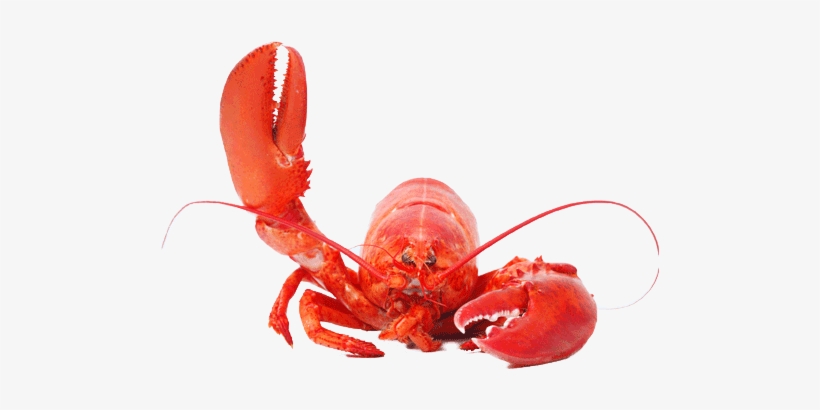Lobster Png PNG Image | Transparent PNG Free Download on SeekPNG