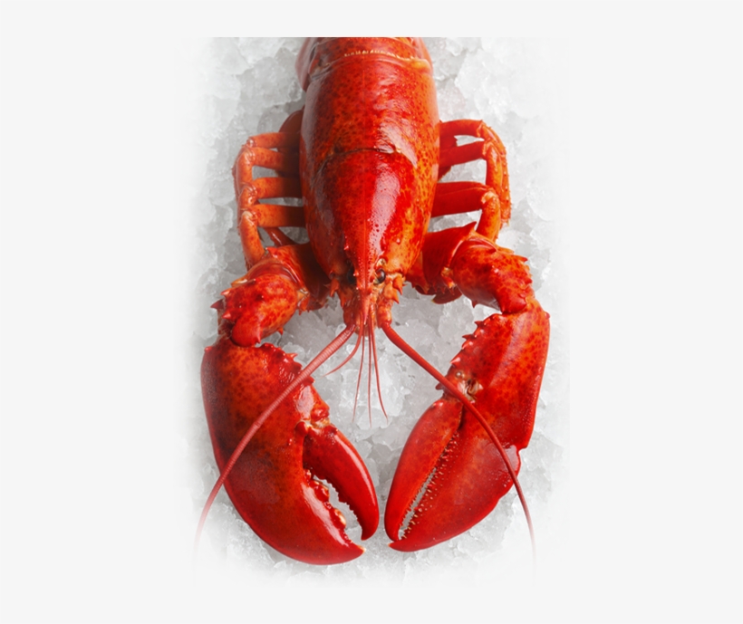 Lobster PNG Image | Transparent PNG Free Download on SeekPNG