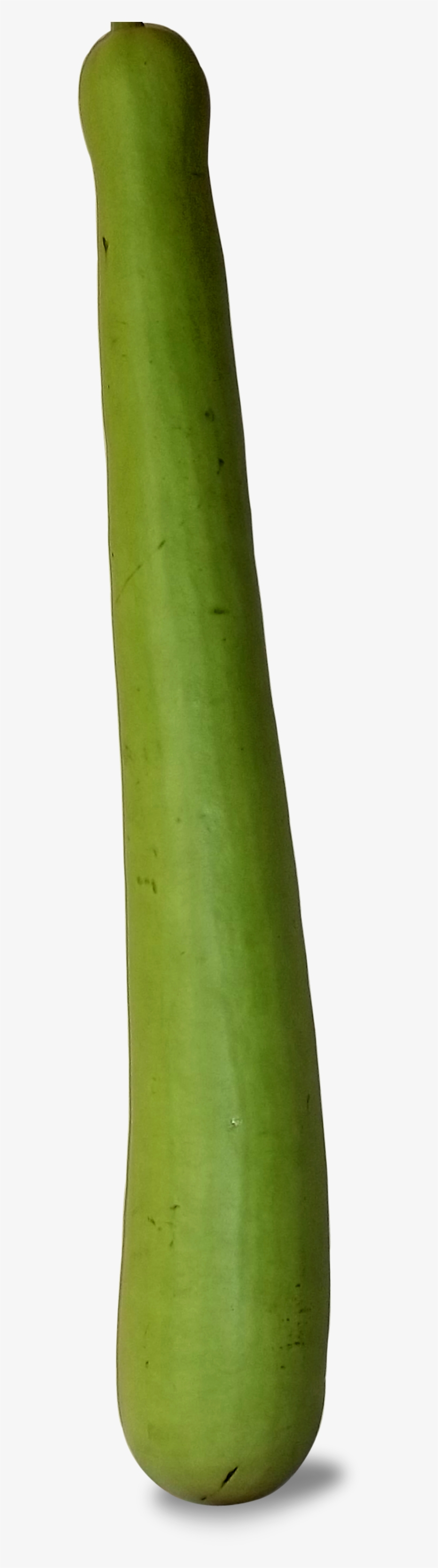Bottle Gourd - Bamboo PNG Image | Transparent PNG Free Download on SeekPNG