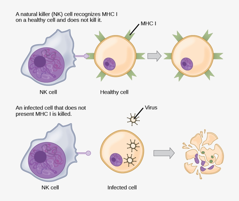 Figure 42 02 - Nk Lymphocytes PNG Image | Transparent PNG Free Download ...
