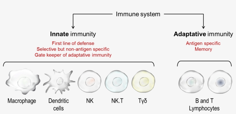Immunesystem2 - Concept Map Innate Immunity PNG Image | Transparent PNG ...