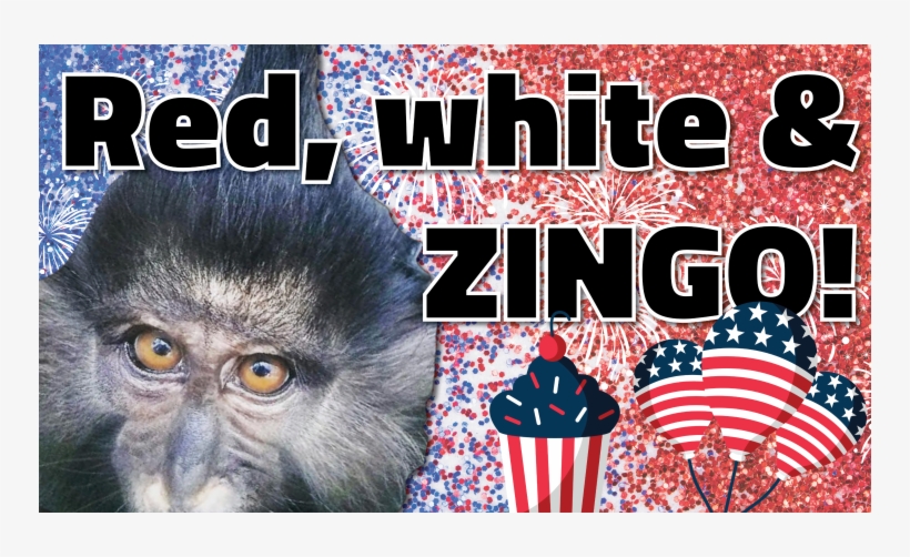 Zingo's First Birthday - Dog Toy PNG Image | Transparent PNG Free ...