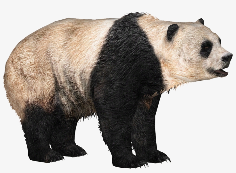 Download Giant Panda - Panda .png | Transparent PNG Download | SeekPNG