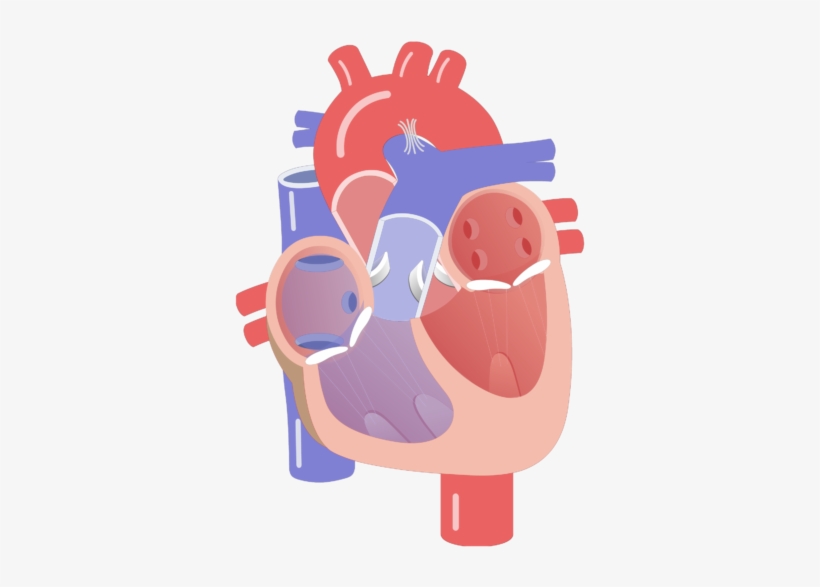 Download Av Valves Opening Animation Slide - Heart Animation ...