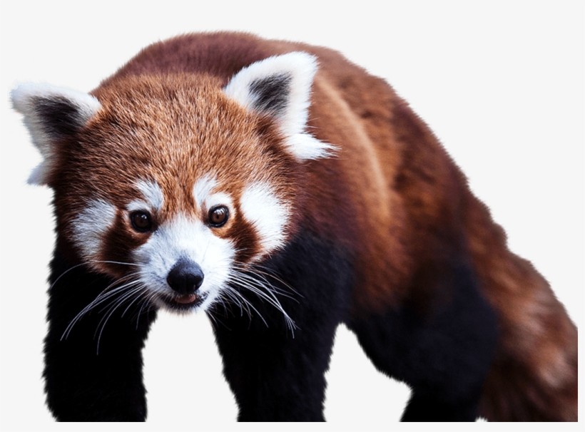 Red Panda - Red Panda Image Png PNG Image | Transparent PNG Free ...