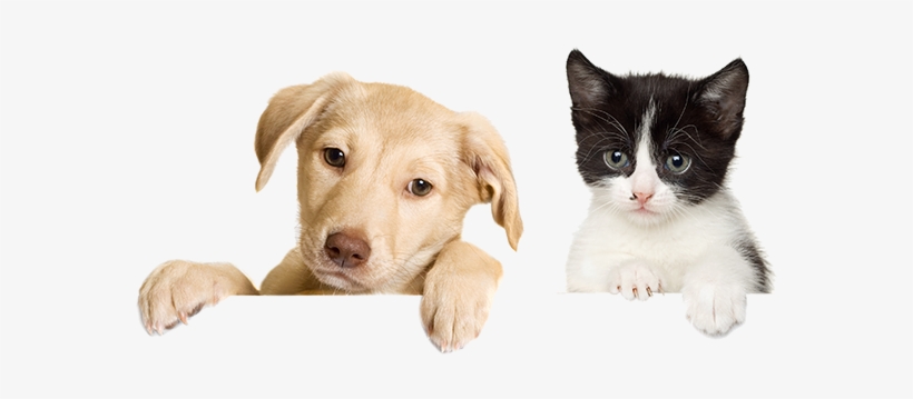 Go To Image - Pet Care PNG Image | Transparent PNG Free Download on SeekPNG