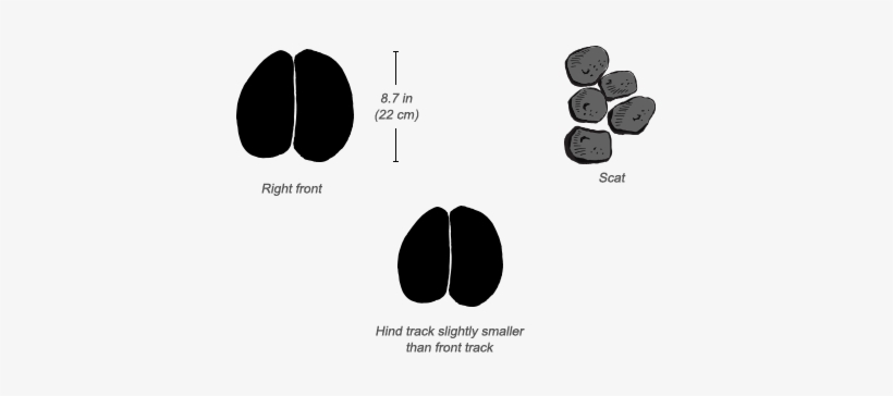Download Camel Tracks - Diagram | Transparent PNG Download | SeekPNG