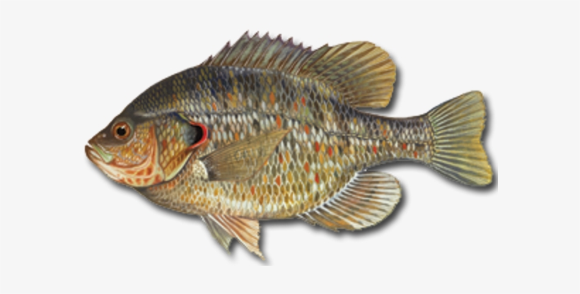 Redear Sunfish PNG Image | Transparent PNG Free Download on SeekPNG