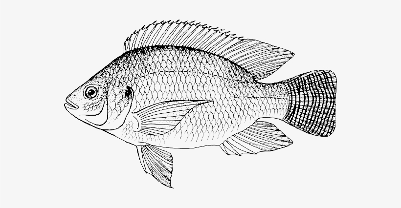 Labelled Tilapia Fish