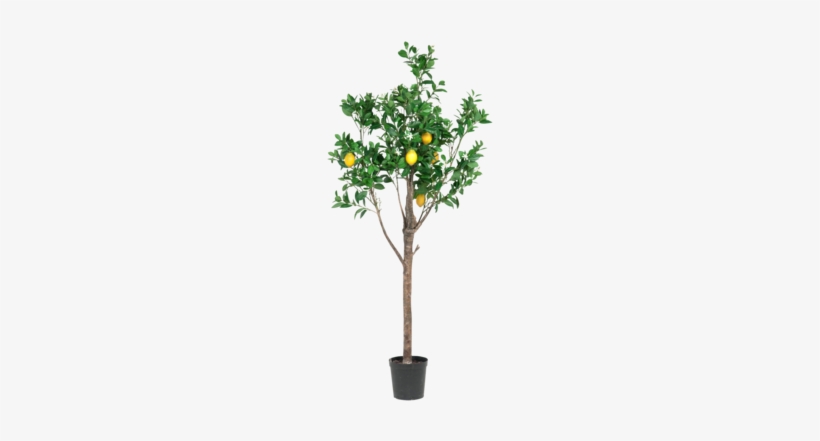 Plant Lemon Tree 210cm - Palm Trees PNG Image | Transparent PNG Free ...