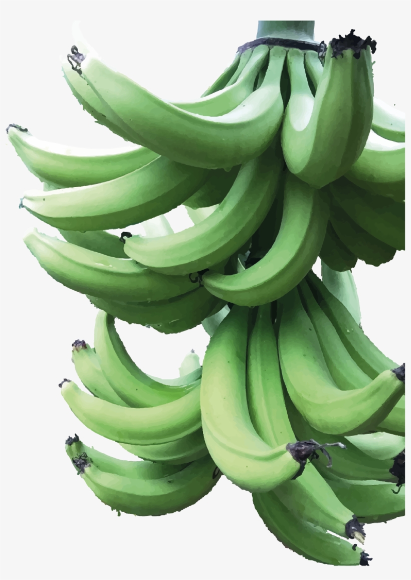 Plantain - Matoke PNG Image | Transparent PNG Free Download on SeekPNG